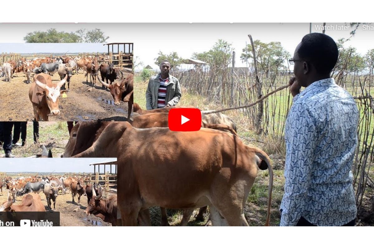 Ng'ombe wa Rais Samia waibiwa, 60 washikiliwa | Mwananchi Ng'ombe wa Rais Samia waibiwa, 60 washikiliwa | Mwananchi